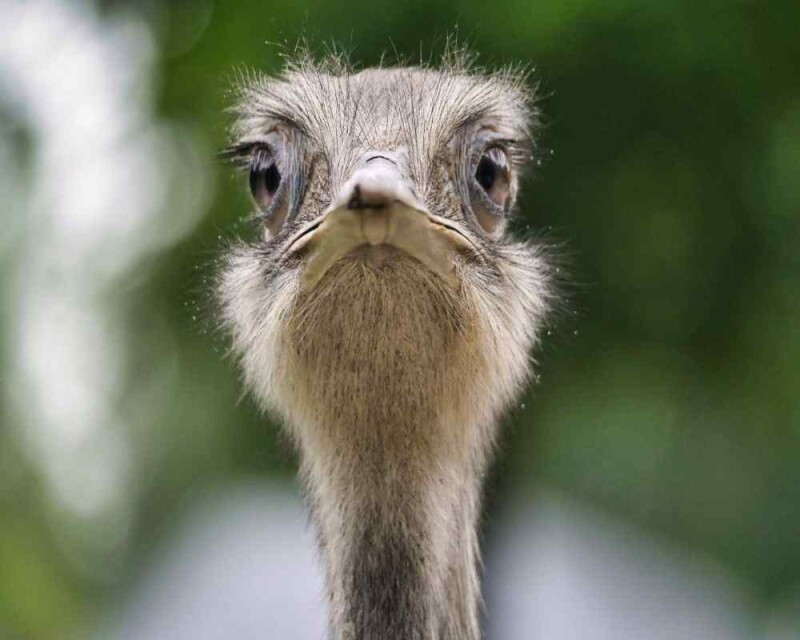 Where Do Emu Live? Countries, Habitat, Maps, and More!