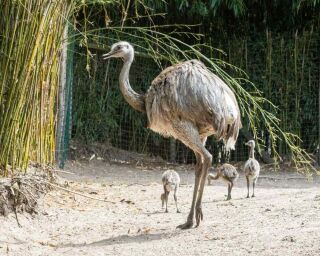 Where Do Emu Live? Countries, Habitat, Maps, and More!