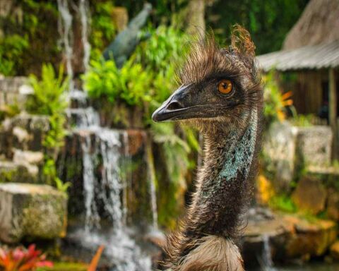 Where Do Emu Live? Countries, Habitat, Maps, and More!