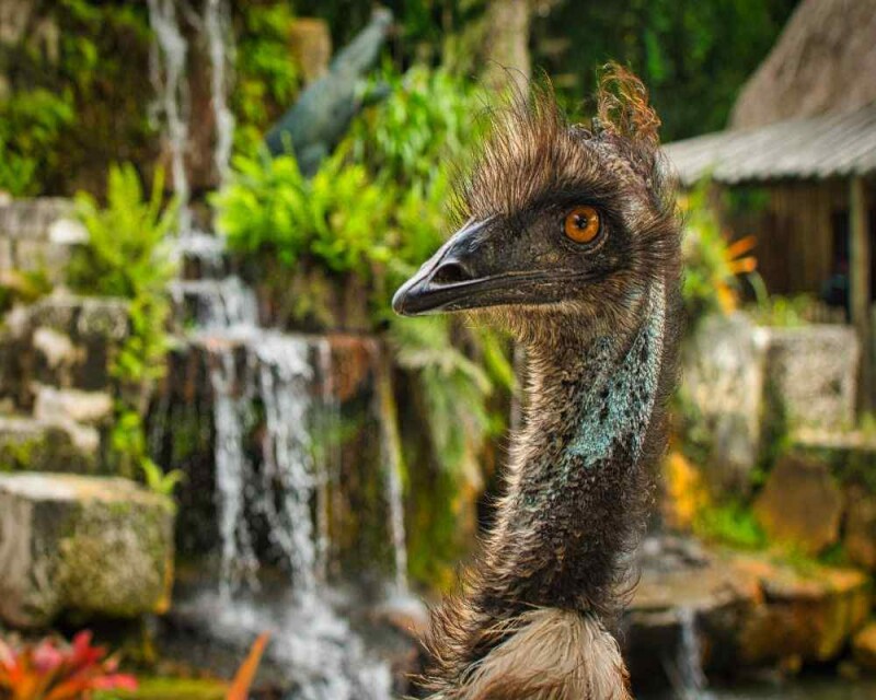 Where Do Emu Live? Countries, Habitat, Maps, and More!