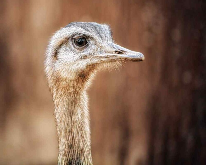Where Do Emu Live? Countries, Habitat, Maps, and More!