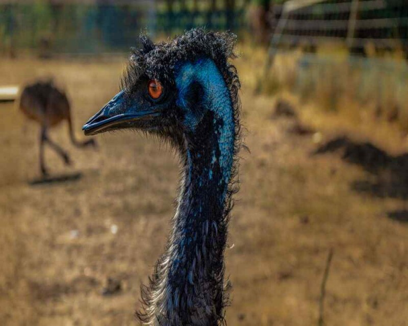 Where Do Emu Live? Countries, Habitat, Maps, and More!