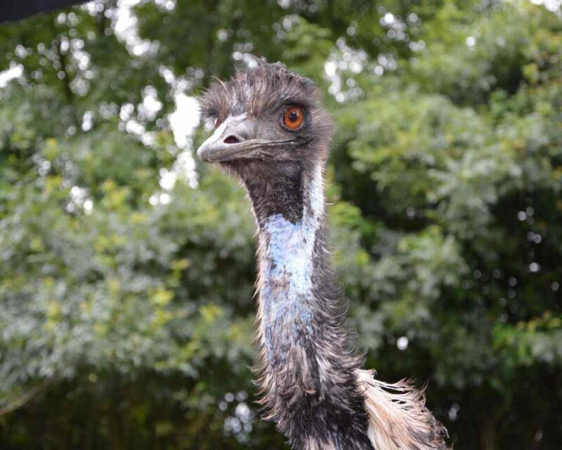 Where Do Emu Live? Countries, Habitat, Maps, and More!