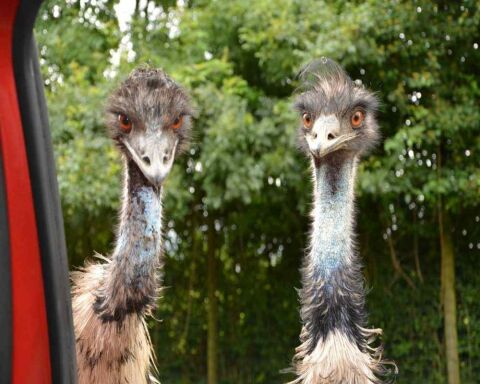 Where Do Emu Live? Countries, Habitat, Maps, and More!