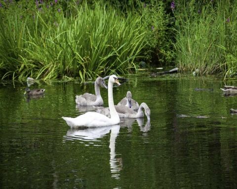 Where Do Swans Live? Countries, Habitat, & More Fun Facts!
