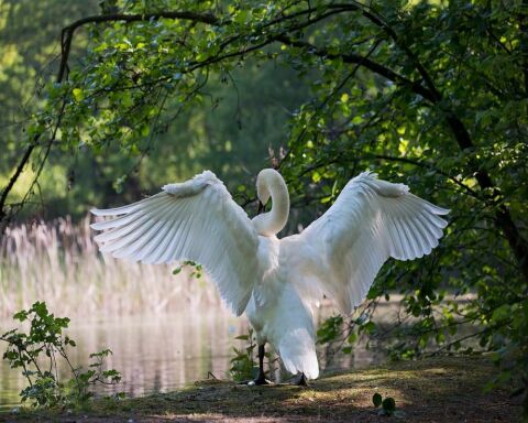 Where Do Swans Live? Countries, Habitat, & More Fun Facts!