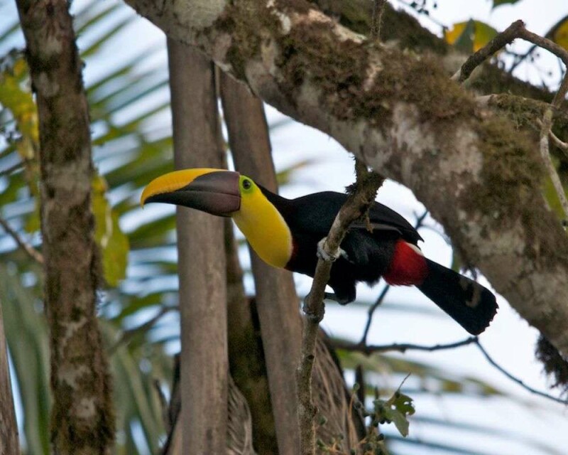 Where Do Toucans Live? Countries, Habitat, Maps, And More!