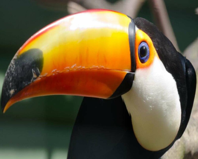 Where Do Toucans Live? Countries, Habitat, Maps, And More!