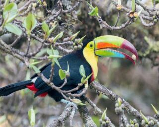 Where Do Toucans Live? Countries, Habitat, Maps, And More!