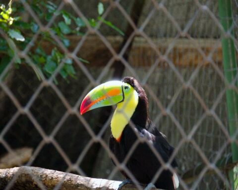 Where Do Toucans Live? Countries, Habitat, Maps, And More!