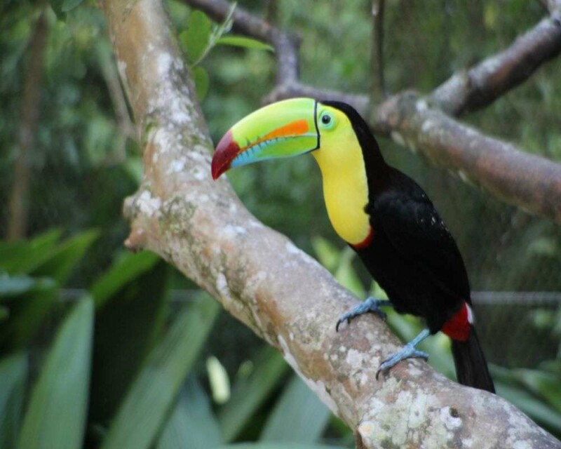 Where Do Toucans Live? Countries, Habitat, Maps, And More!