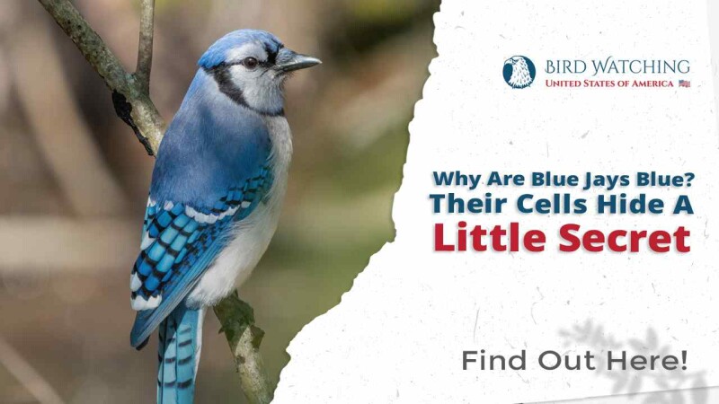 Why Are Blue Jays Blue? Their Cells Hide a Little Secret