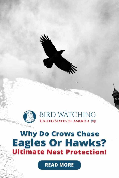 Why Do Crows Chase Eagles Or Hawks? Ultimate Nest Protection!