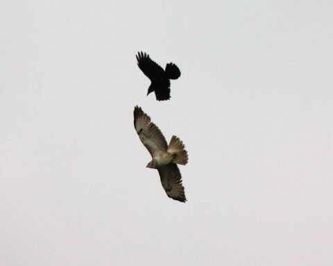 Why Do Crows Chase Eagles Or Hawks? Ultimate Nest Protection!