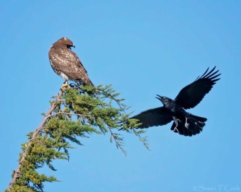 Why Do Crows Chase Eagles Or Hawks? Ultimate Nest Protection!