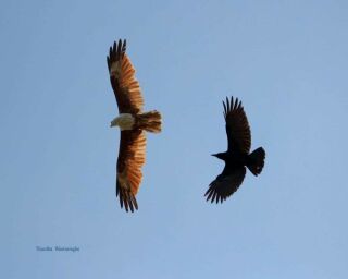 Why Do Crows Chase Eagles Or Hawks? Ultimate Nest Protection!