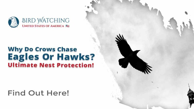 Why Do Crows Chase Eagles Or Hawks? Ultimate Nest Protection!