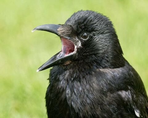 Why Do Crows Crow? This Is Why They Gather and Make Noise