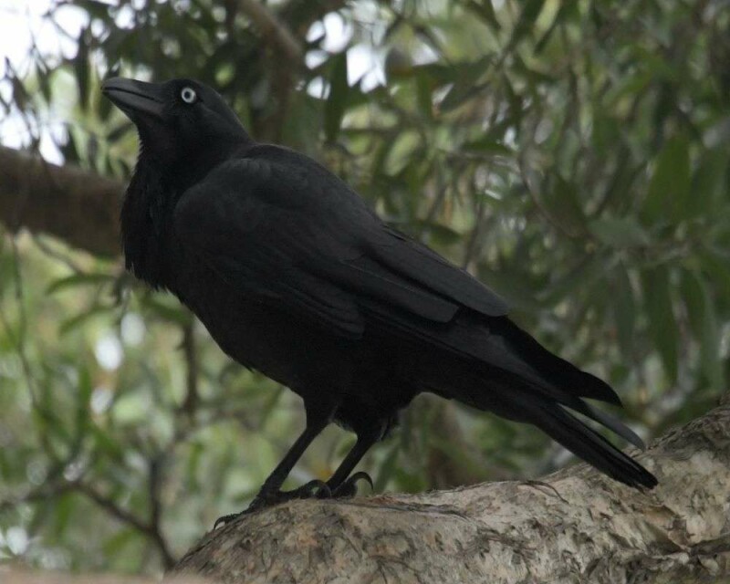 Why Do Crows Crow This Is Why They Gather And Make Noise