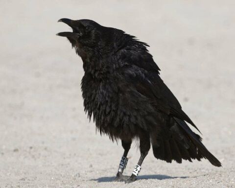 Why Do Crows Crow? This Is Why They Gather and Make Noise