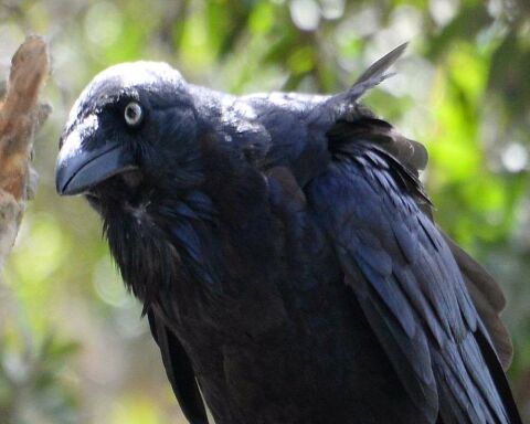 Why Do Crows Crow? This Is Why They Gather and Make Noise