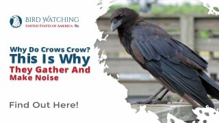 Why Do Crows Crow? This Is Why They Gather and Make Noise