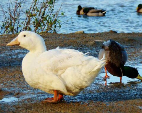 7 Cute Duck Breeds with Yellow Ducklings [24 Pictures!]