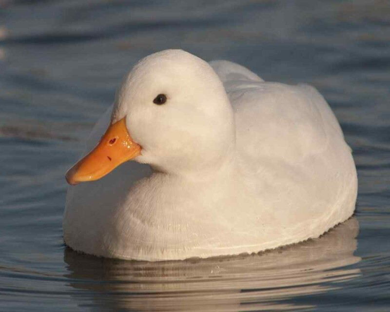 7 Cute Duck Breeds with Yellow Ducklings [24 Pictures!]