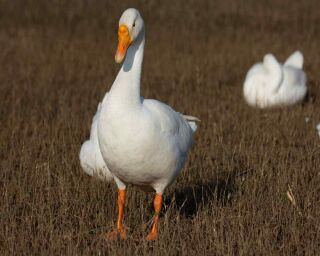 7 Cute Duck Breeds with Yellow Ducklings [24 Pictures!]