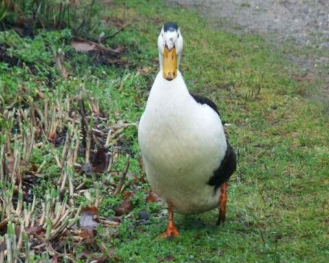 7 Cute Duck Breeds with Yellow Ducklings [24 Pictures!]
