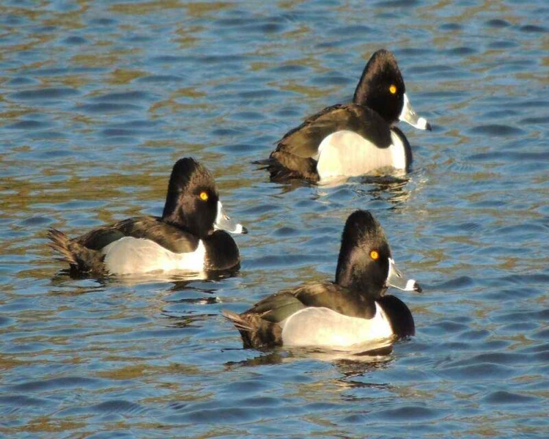 7 Cute Duck Breeds with Yellow Ducklings [24 Pictures!]