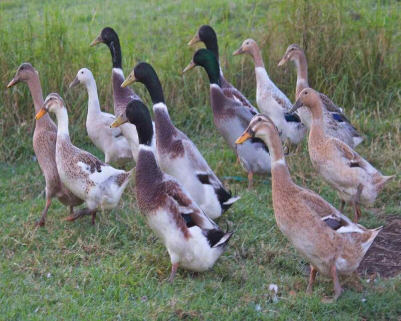 7 Cute Duck Breeds with Yellow Ducklings [24 Pictures!]