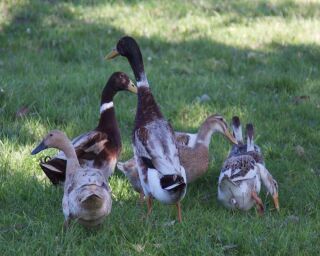 7 Cute Duck Breeds with Yellow Ducklings [24 Pictures!]