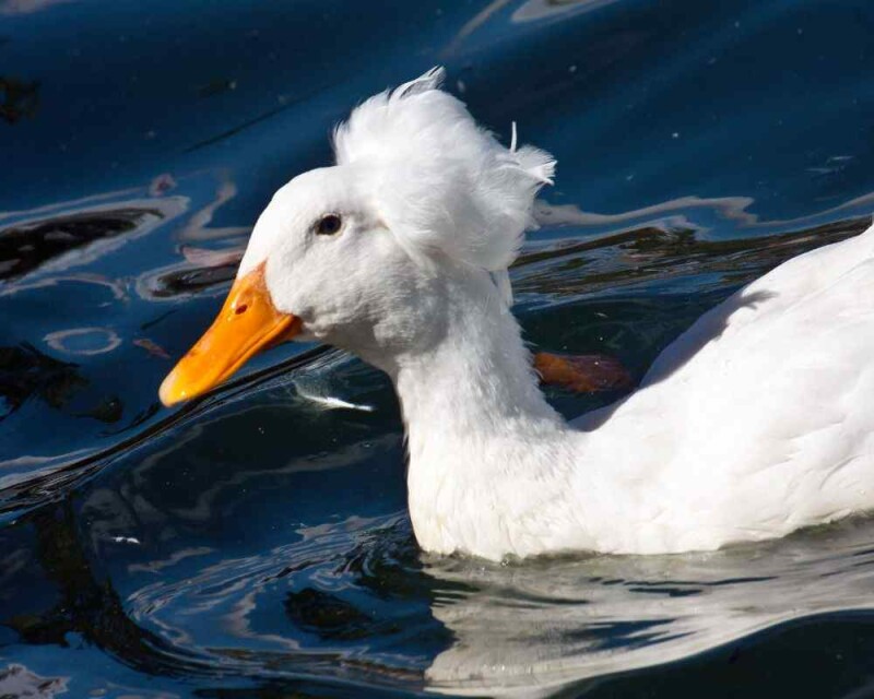 7 Cute Duck Breeds with Yellow Ducklings [24 Pictures!]