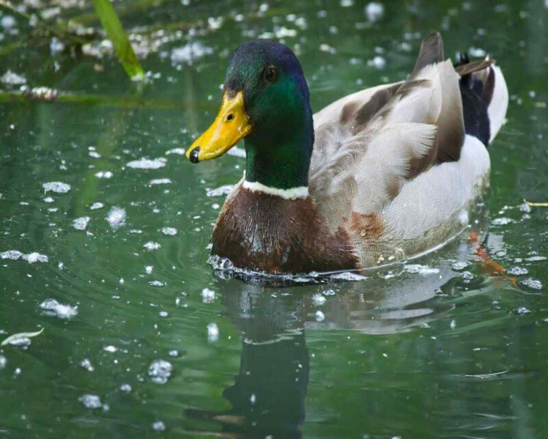 7 Cute Duck Breeds with Yellow Ducklings [24 Pictures!]