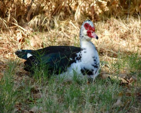 7 Cute Duck Breeds with Yellow Ducklings [24 Pictures!]