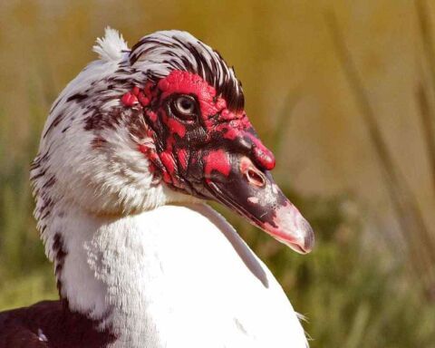 7 Cute Duck Breeds with Yellow Ducklings [24 Pictures!]