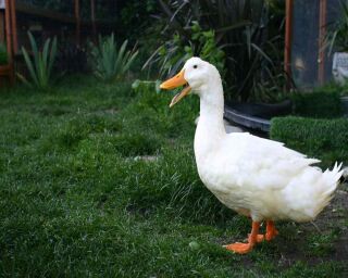 7 Cute Duck Breeds with Yellow Ducklings [24 Pictures!]