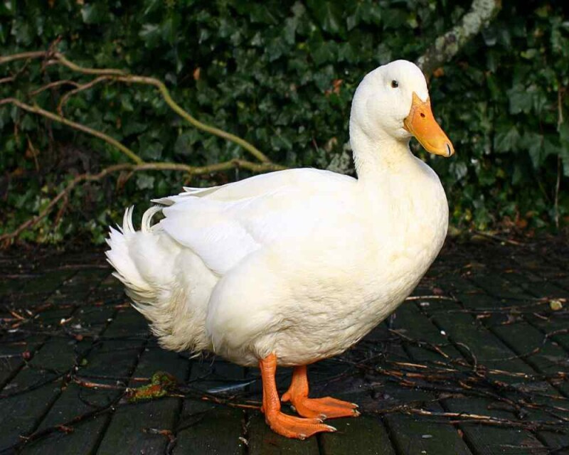 7 Cute Duck Breeds with Yellow Ducklings [24 Pictures!]