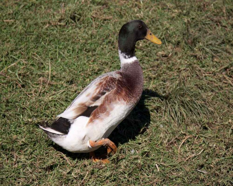 7 Cute Duck Breeds with Yellow Ducklings [24 Pictures!]