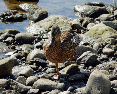 7 Cute Duck Breeds with Yellow Ducklings [24 Pictures!]