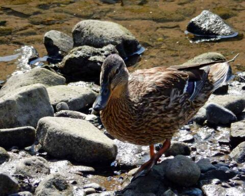 7 Cute Duck Breeds with Yellow Ducklings [24 Pictures!]