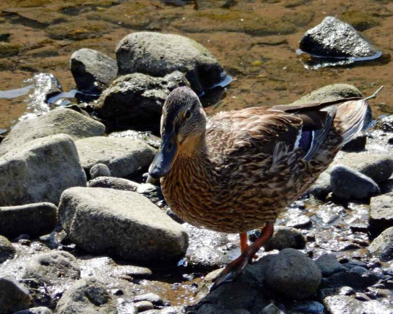7 Cute Duck Breeds with Yellow Ducklings [24 Pictures!]